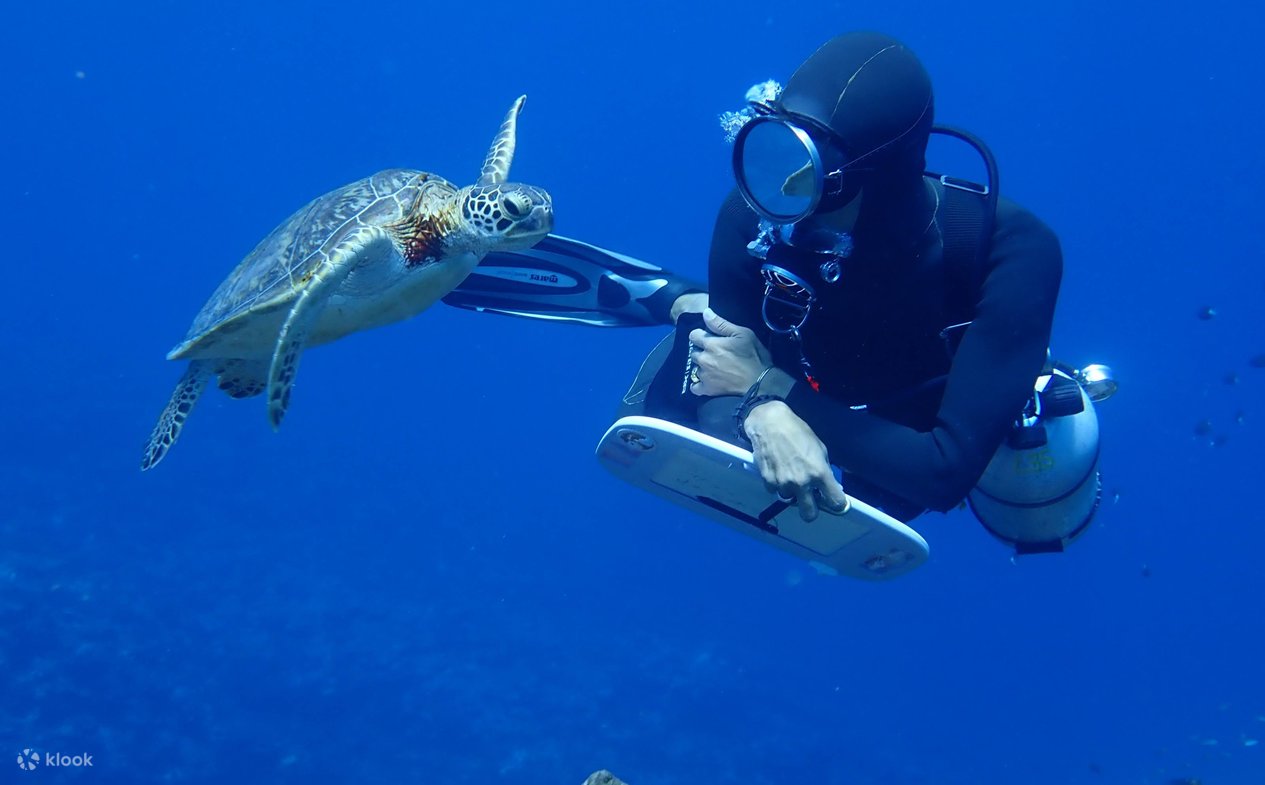 Online reservation for Sea Turtle Snorkeling & Premium Snorkeling ...