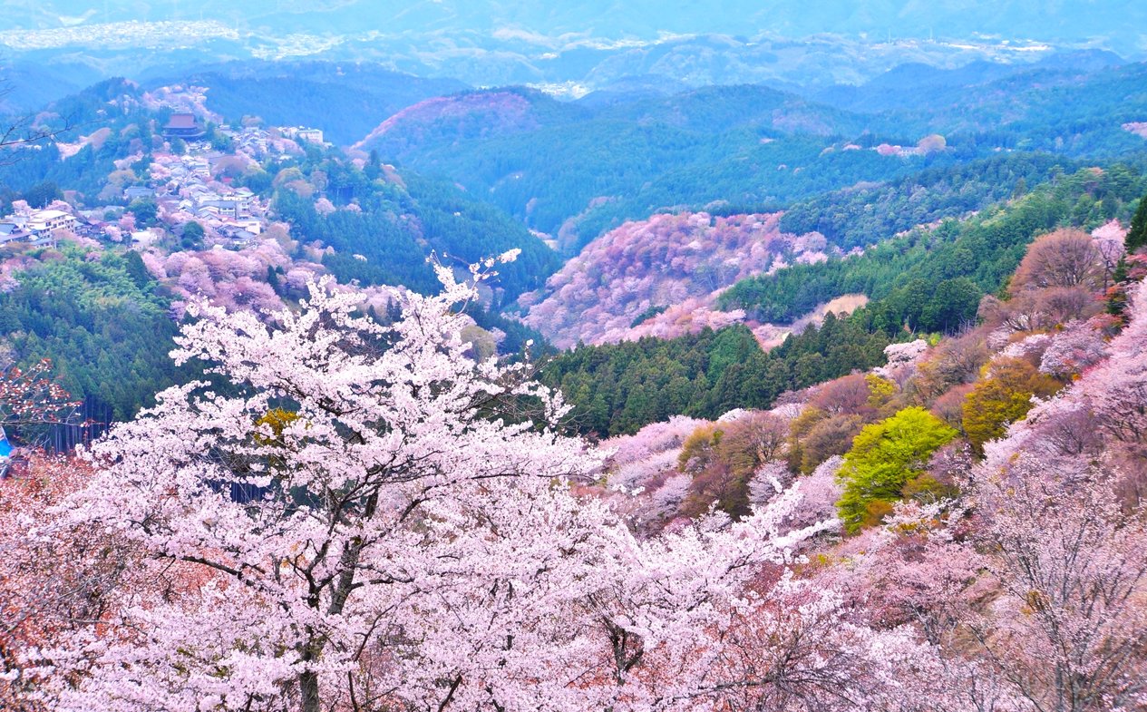 Cherry Blossoms "One Eye Thousand" Mt. Yoshino Day Tour (From Osaka ...