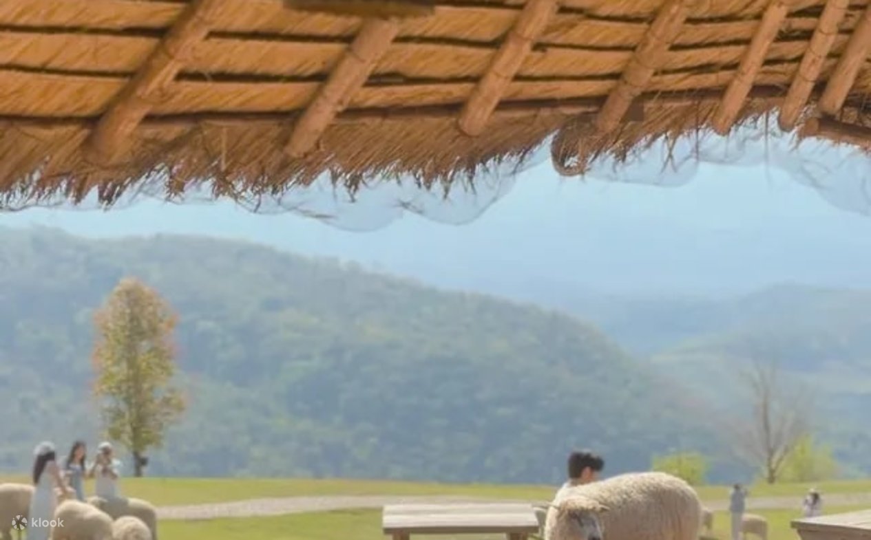 Chiang Rai White Temple +Yayo Farm Afternoontea +Akha FarmVille - Klook Philippines