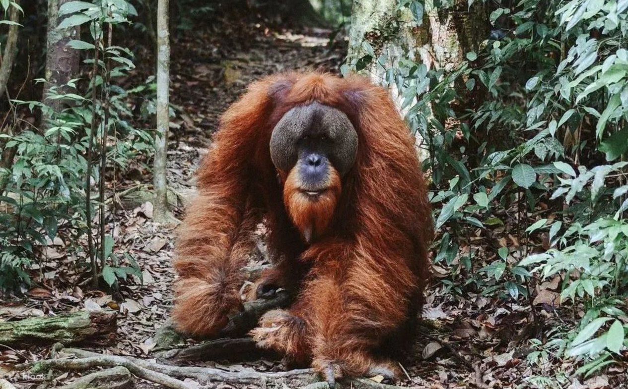 5 Day Bukit Lawang and Mount Sibayak Private Hiking Tour from Medan - Klook