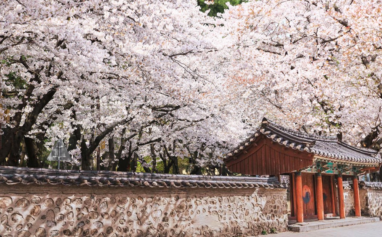 Gyeongju Cherry Blossom Tour from SEOUL / BUSAN - Klook