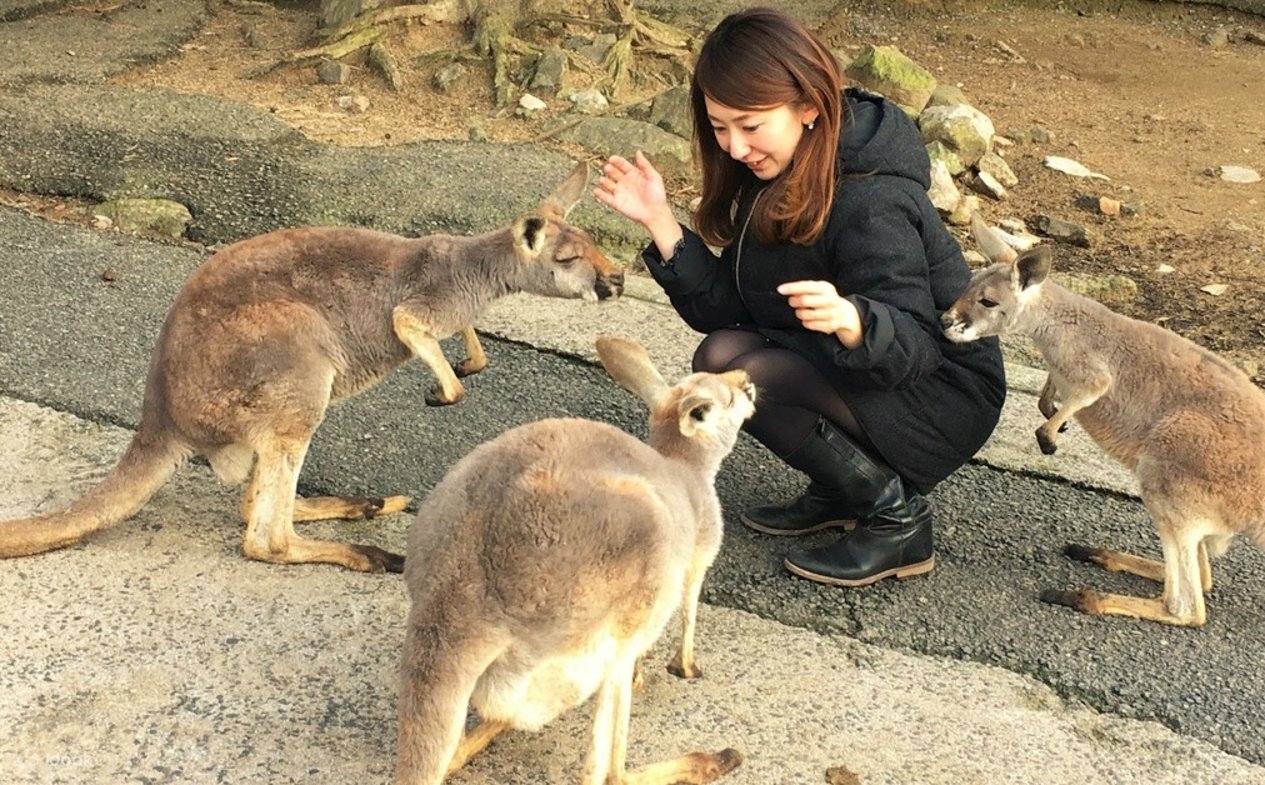 Akiyoshidai Nature Zoo Safari Land Admission in Mine - Klook
