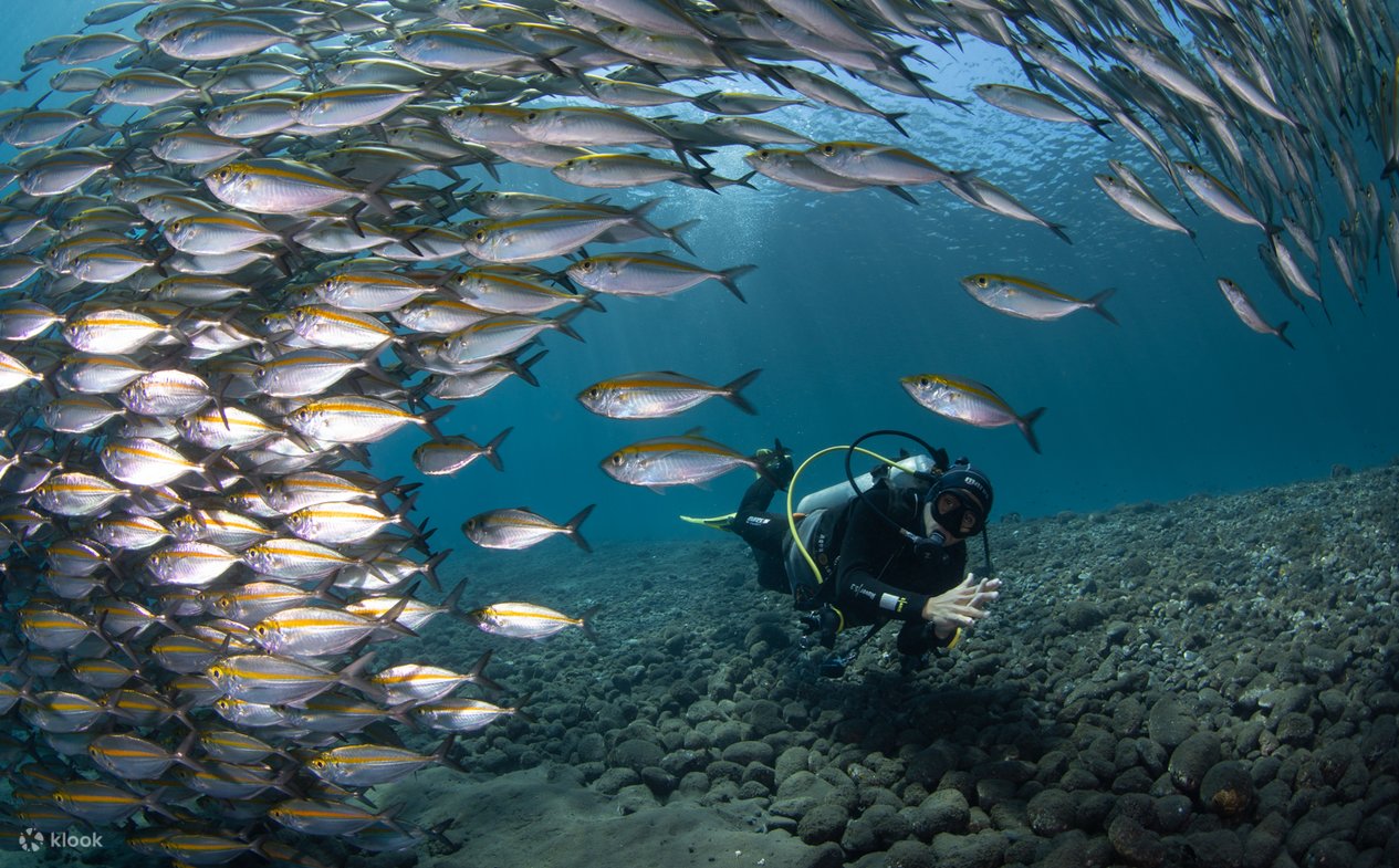 Explore Bali with a PADI AOW Diver Certification at a PADI 5 Star Dive ...