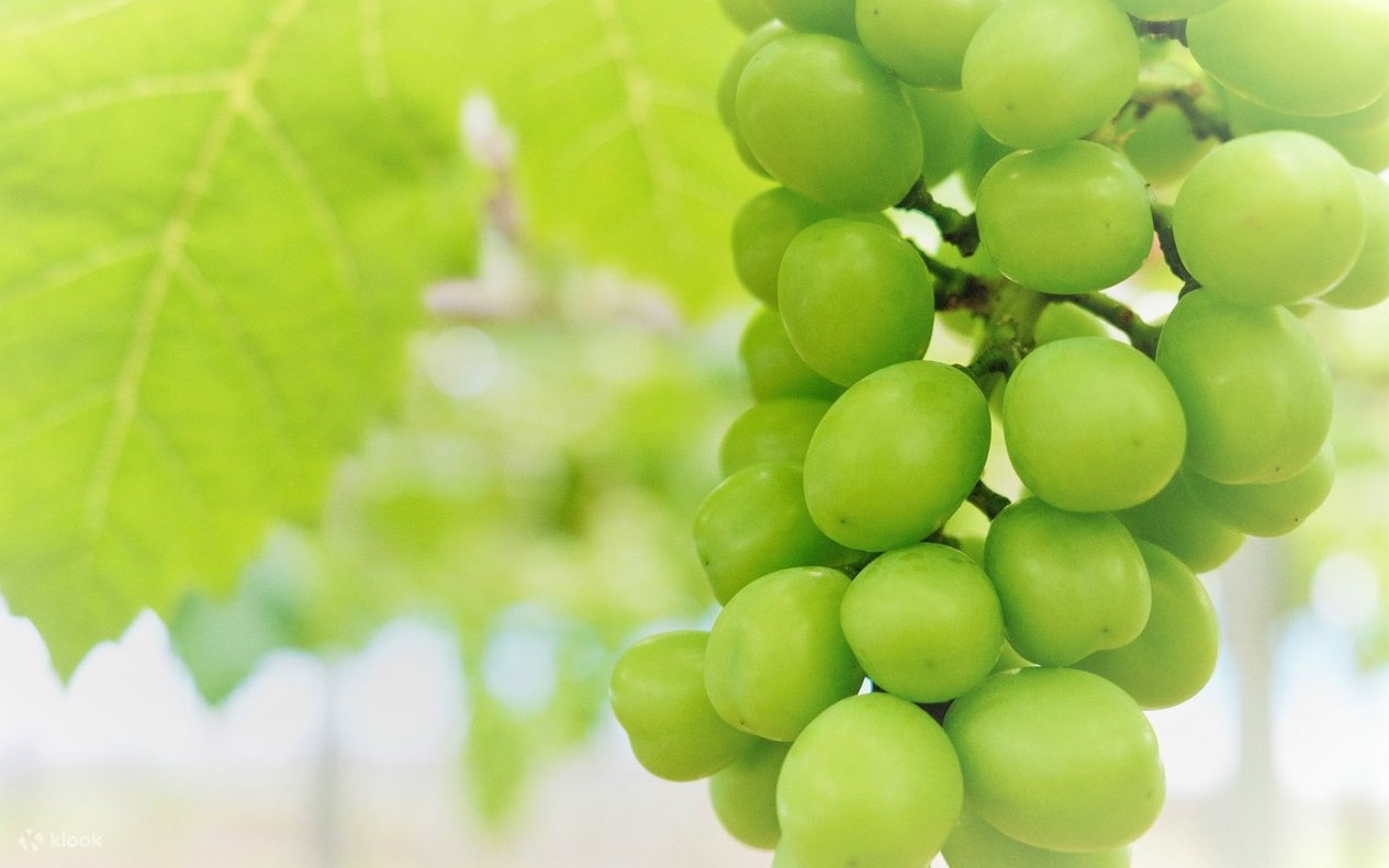 Yamanashi: Muscat Grape All-You-Can-Eat Picking & Oshino Hakkai & Fuji ...