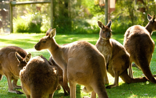 Healesville Sanctuary (Zoos Victoria): Everything You Need Before Visiting