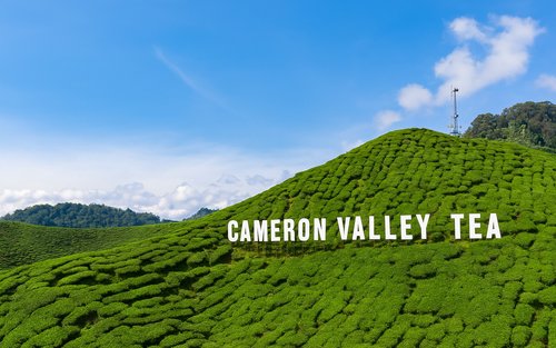 Top 10 Cameron Highlands Day trips 2026 - Klook India