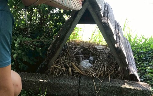 Top 10 Yilan Wildlife 2025 - Klook India
