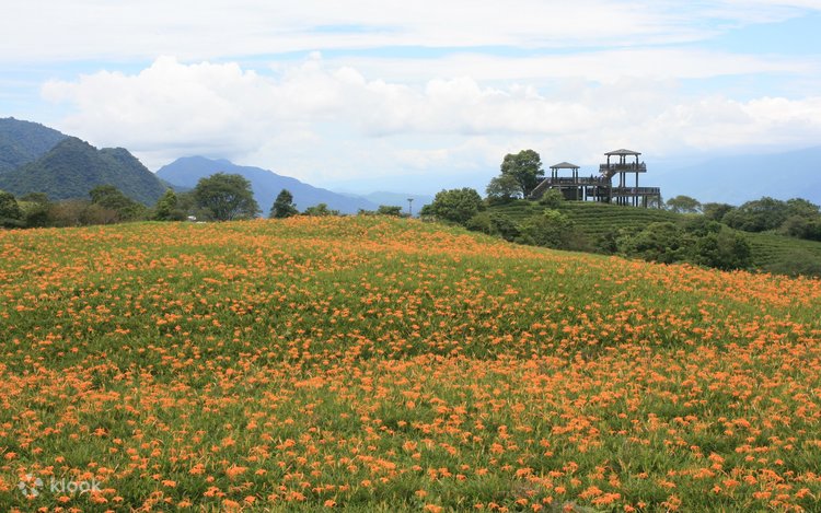 Hualien Sixty Stone Mountain Flower Sea Half-Day Tour - Klook