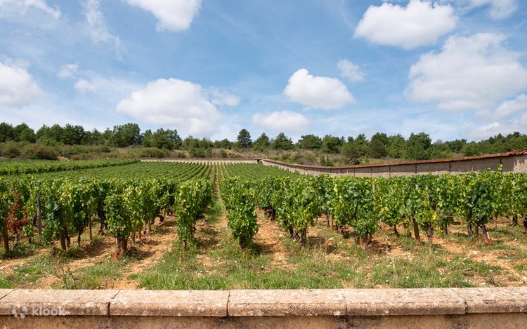Burgundy Full-Day E-Bike Wine Tour from Beaune - Klook United Kingdom