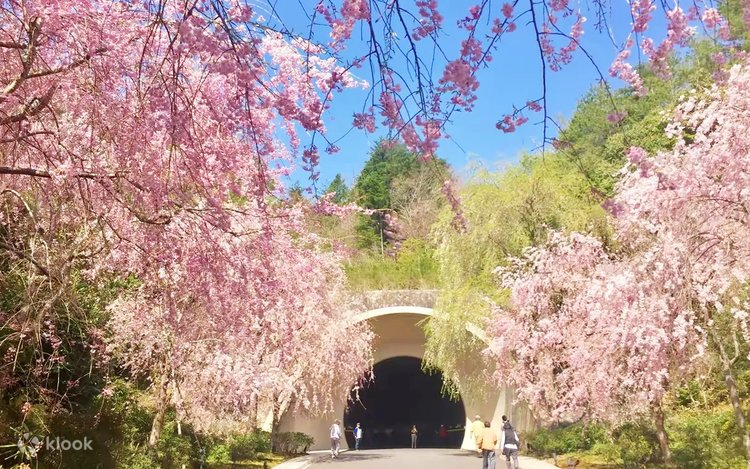 [Sakura Season Limited] Miho Museum × Mii-dera Temple Night Cherry ...