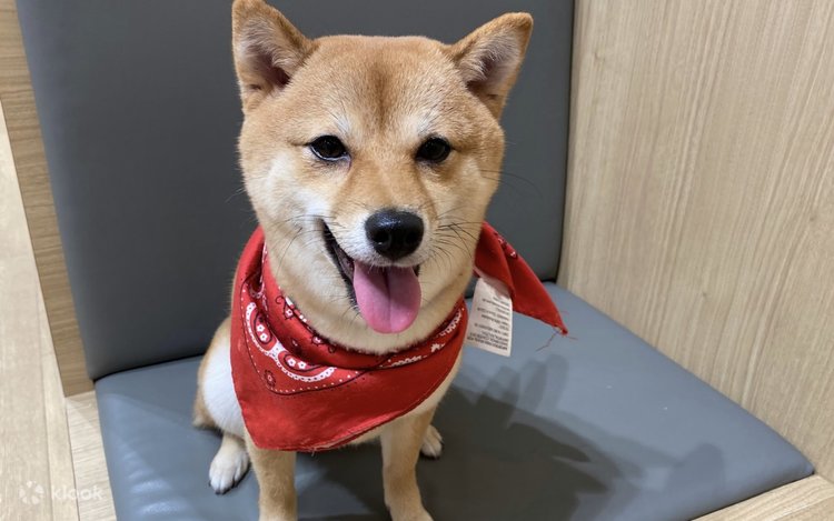 Play with Dogs at Dog Cafe Rio Asakusa [Dog Cafe Rio Asakusa] - Klook