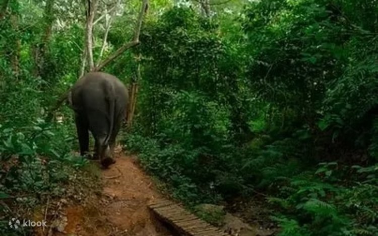 The Lake Phuket Elephant Home Experience - Klook
