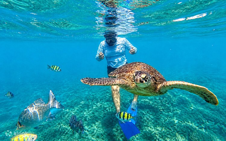 Mirissa Snorkeling with Turtles & Coral Reef with Guide - Klook