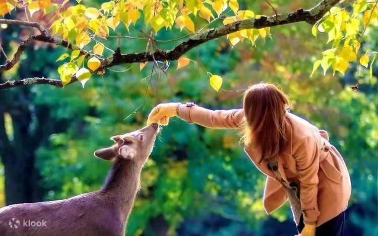 [Kyoto Nara Arashiyama Classic One-Day Tour] Arashiyama Train & Nara ...