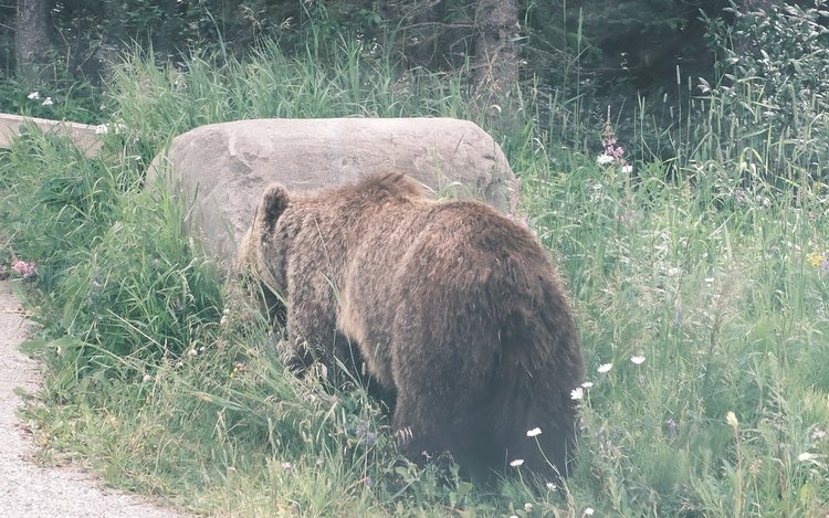 ผจญภัยชมสัตว์ป่าและพระอาทิตย์ตกที่ทะเลสาบมินเนวันกา (Lake Minnewanka ...