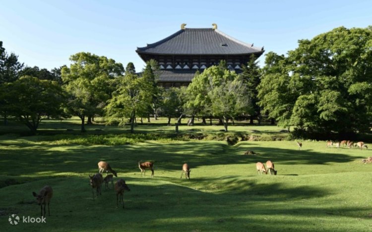 Artistic and In-depth Tour: One-Day Trip to Nara, Uji, and Hot Springs ...