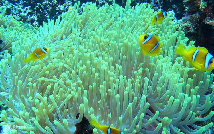 Sharm El Sheikh Ras Mohamed Nature Reserve Half-Day Tour - Klook