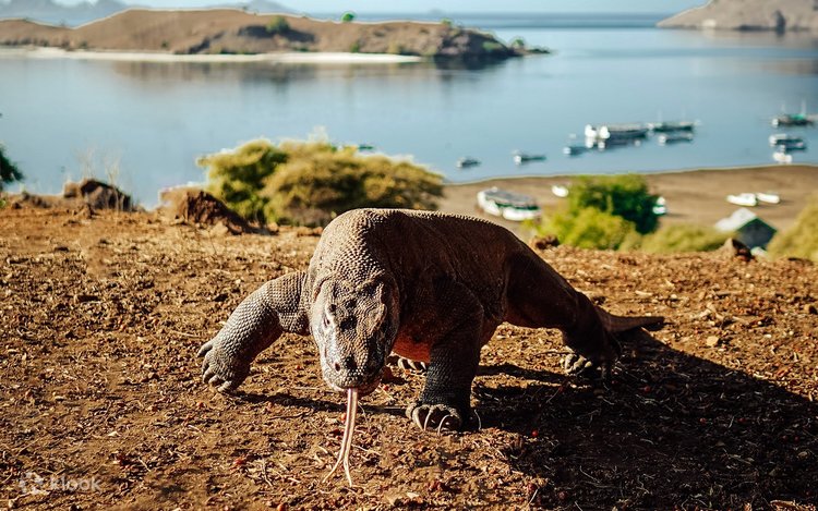MK Express의 라부안 바조 출발 코모도 스피드보트 투어 종일 - 클룩 Klook 한국