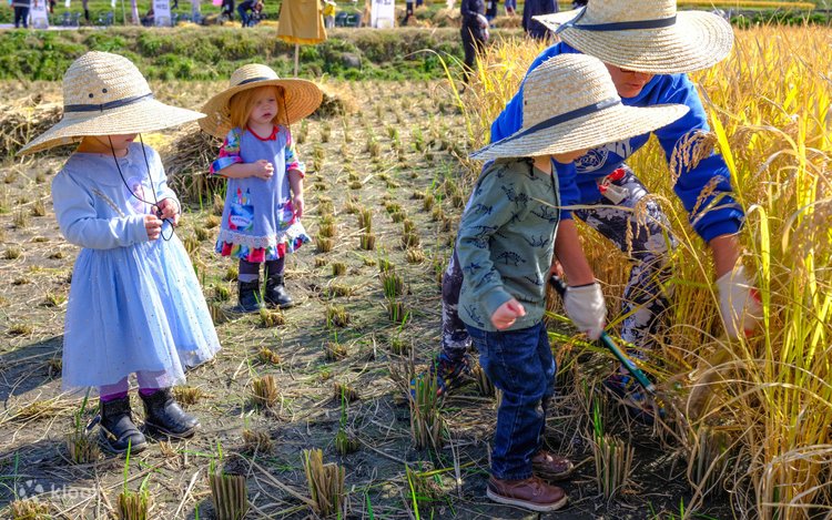 Oedoam Folk Village & Museum Full-Day Cultural Tour - Klook