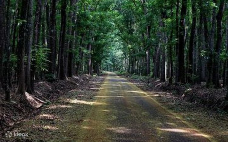 Explore Banyuwangi Hidden Gem Day Tour from Banyuwangi - Klook