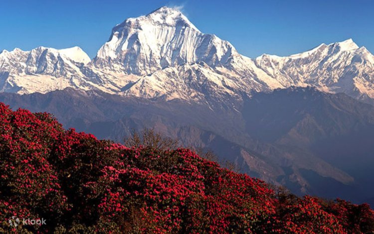 annapurna 4