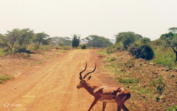 Day Trip to Nairobi National Park,giraffe centre & david sheldrick - Klook