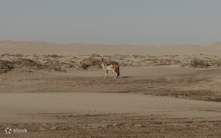 Walvis Bay Sandwich Harbour Half-Day Adventure Tour with Photographer ...