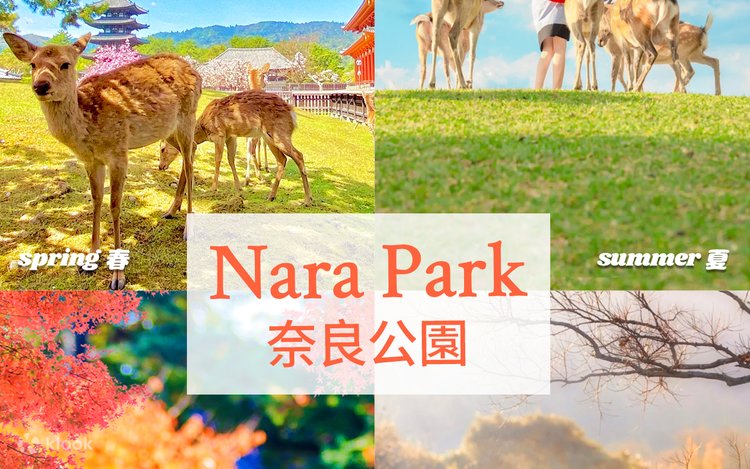 Kyoto, Arashiyama, Nara: Sagano Scenic Railway, Bamboo Forest Path, Yuzen Forest of Light, Nara ...