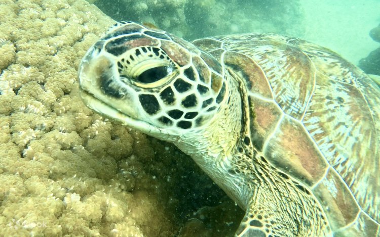 Ko Pha-ngan Full-Day customizable adventure with Snorkeling - Klook