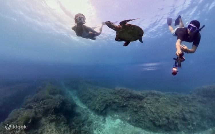 Snorkeling Tours in Okinawa with Tonton Dive - Klook India