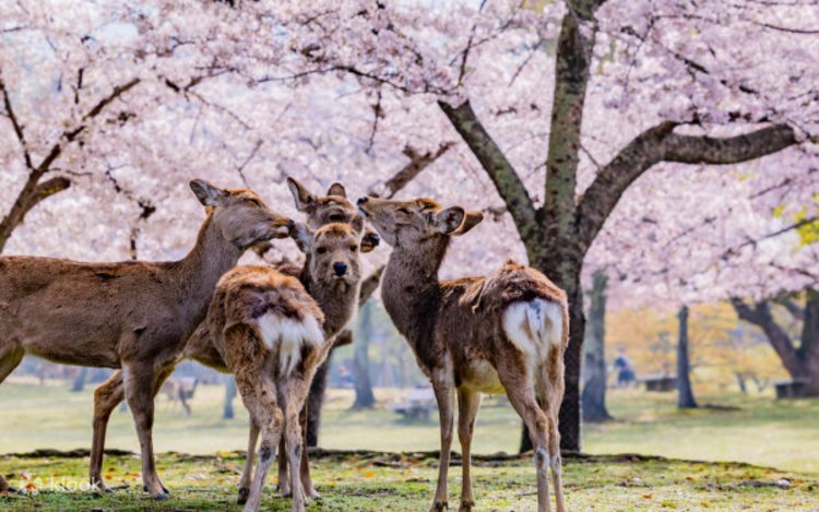 Artistic and In-depth Tour: One-Day Trip to Nara, Uji, and Hot Springs ...