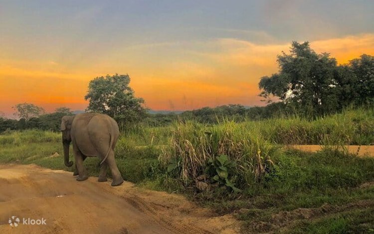 Sri Lanka 8-Day Private Sigiriya & Yala National Park Tour - Klook