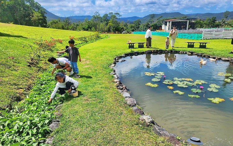雨来菇&藻类采收体验 - Klook客路
