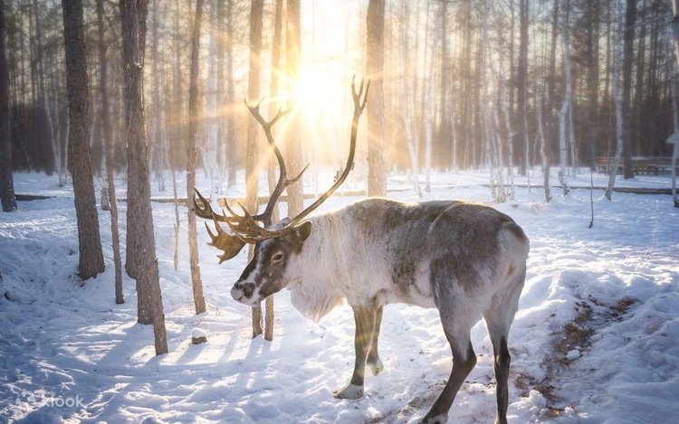 6-Day Northern Lights Tour: Harbin & Mohe, Northeast China - Klook