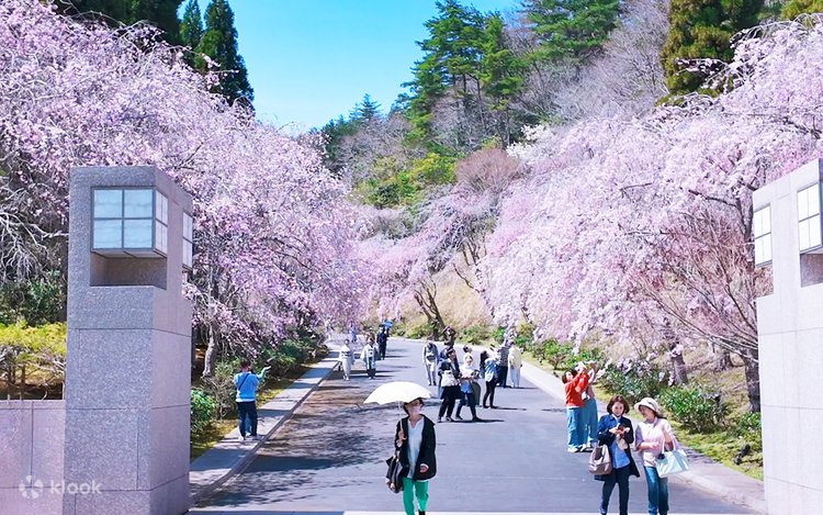 [Sakura Season Limited] Miho Museum × Mii-dera Temple Night Cherry ...