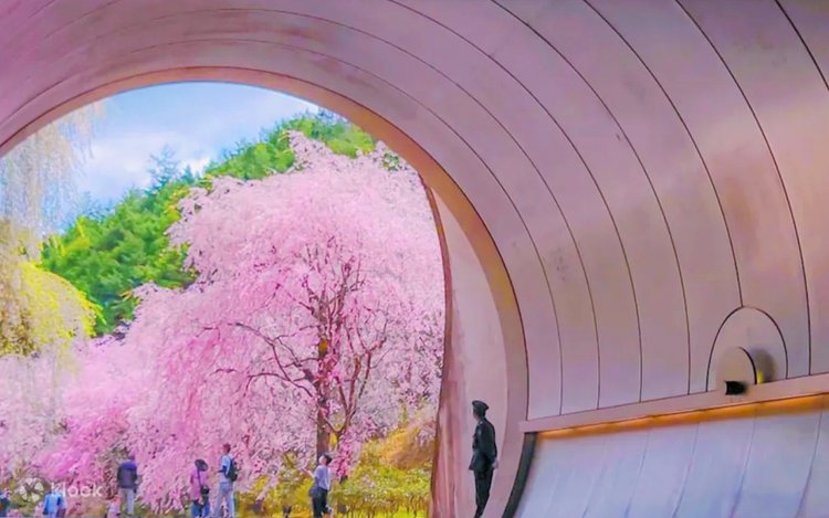 [Sakura Season Limited] Miho Museum × Mii-dera Temple Night Cherry ...