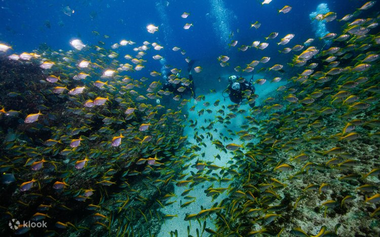 ocean reef activities