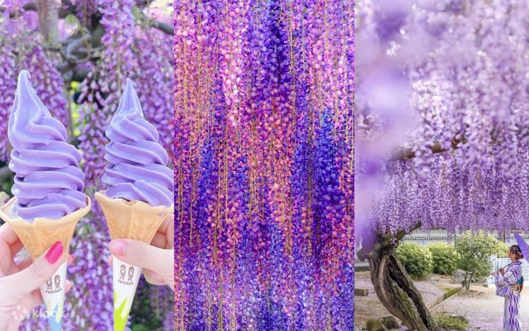 Adachi Flower Park Night Wisteria, Kamiso Torii, and Ibaraki Butterfly ...