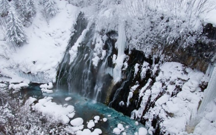 One-day tour to Shikisai-no-Oka Hill, Forest Elf Terrace, Biei ...