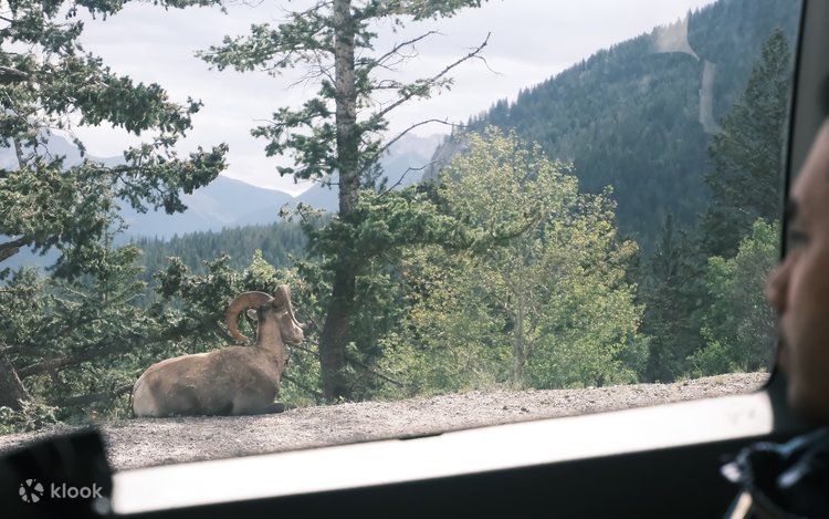 ผจญภัยชมสัตว์ป่าและพระอาทิตย์ตกที่ทะเลสาบมินเนวันกา (Lake Minnewanka ...