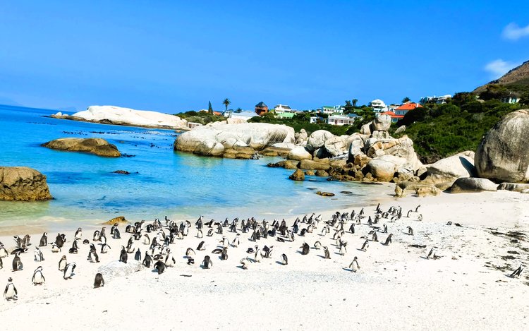 Cape Town Table Mountain & Boulders Beach Full-Day Small Group Tour ...