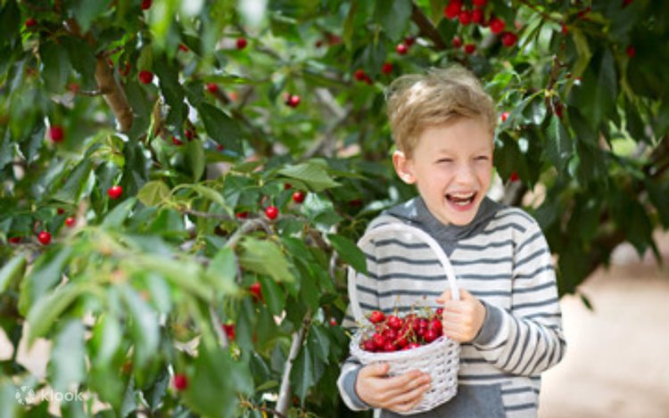 cherry picking sydney