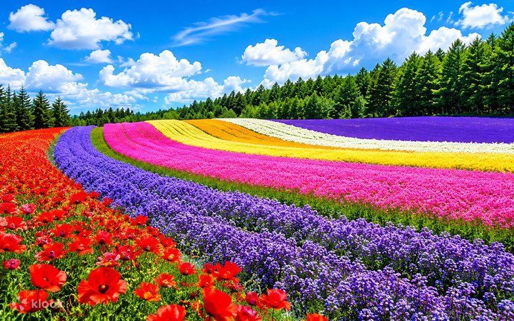 Farm Tomita & Blue Pond Day Tour with Local Food Experience - Klook