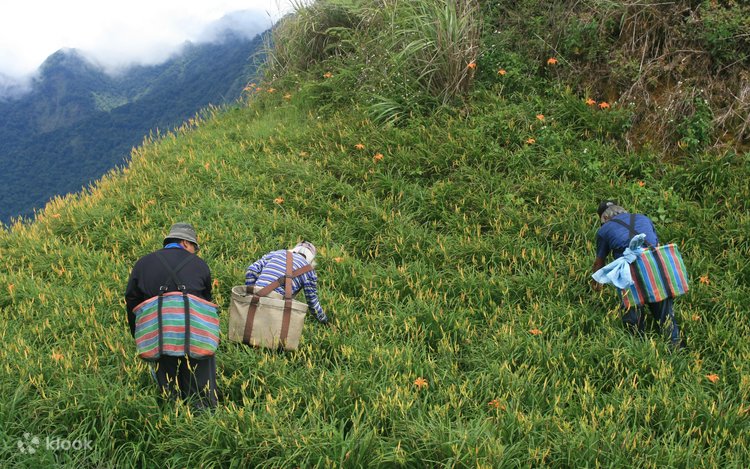 Hualien Sixty Stone Mountain Flower Sea Half-Day Tour - Klook