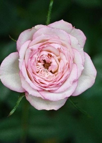 Plants of Rosaceae Exhibition