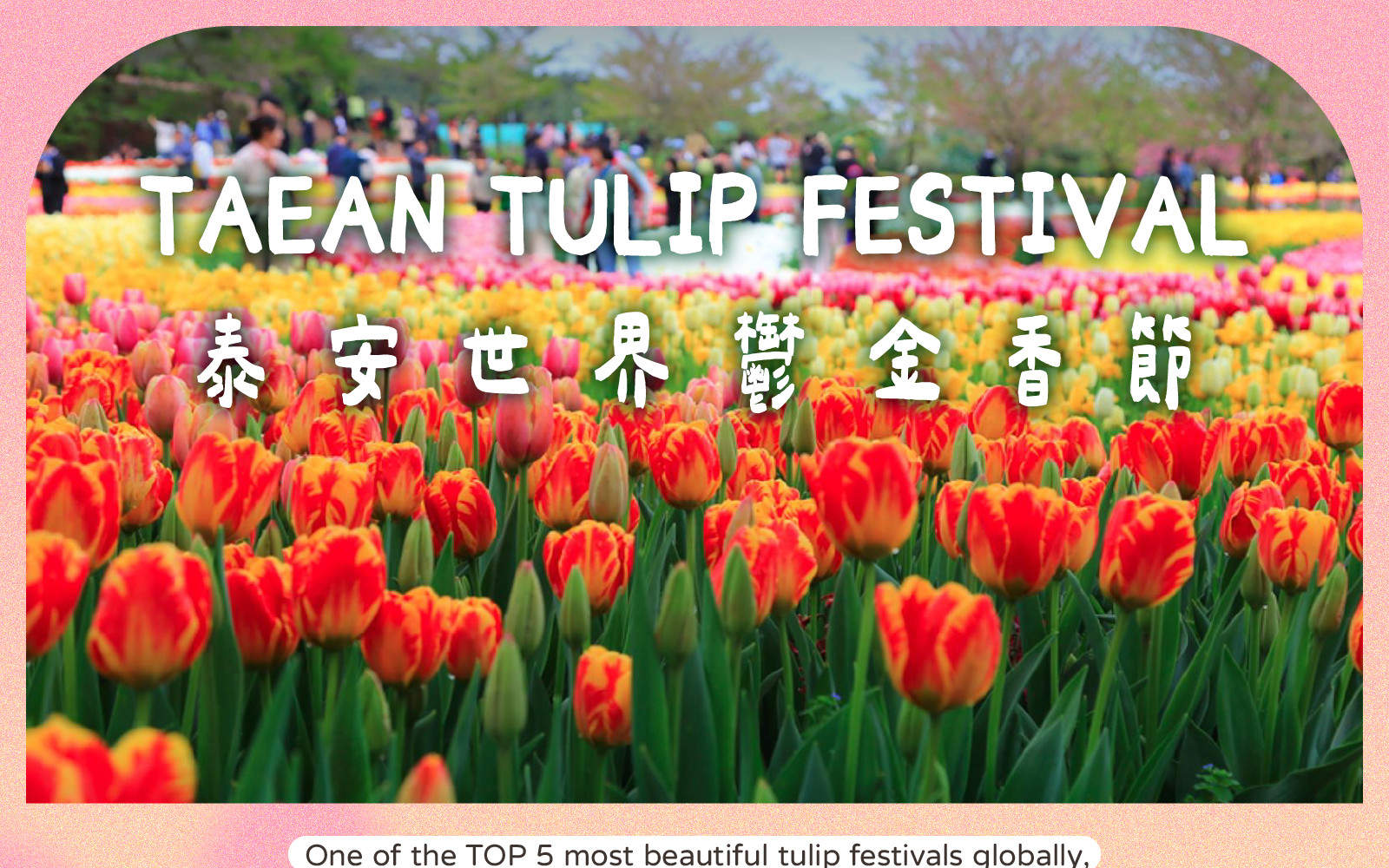 Taean Tulip Festival + Cheonripo Arboretum + Green Park Day Tour - Klook