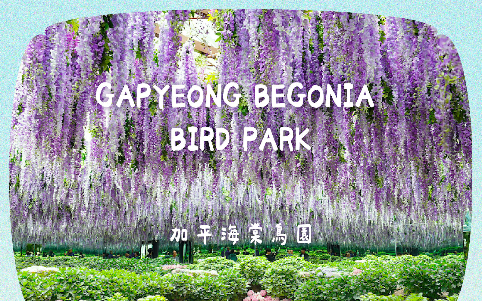 伊甸櫻花路 x AQUAFIELD汗蒸館 x 秋海棠鳥園 - Klook 客路