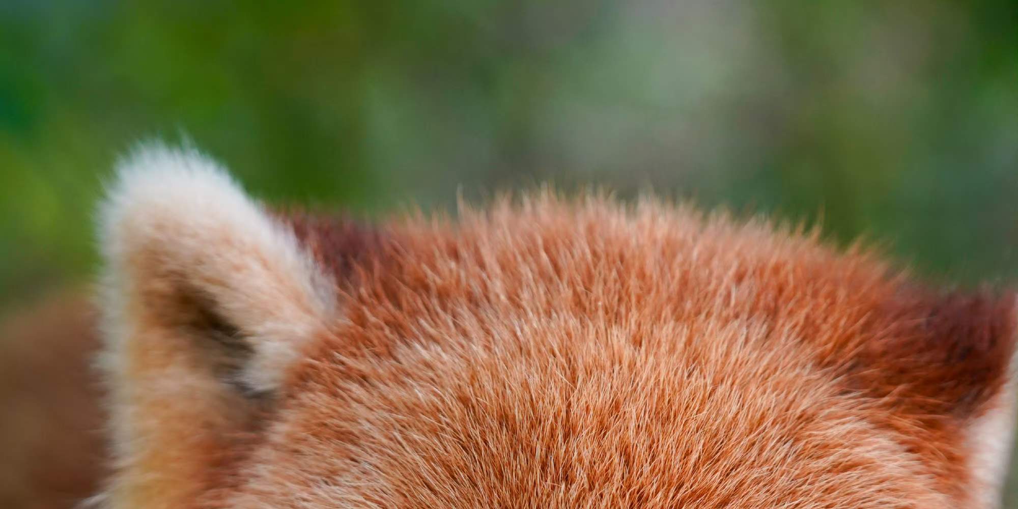 Chengdu Research Base of Giant Panda Breeding, Sichuan Province ...