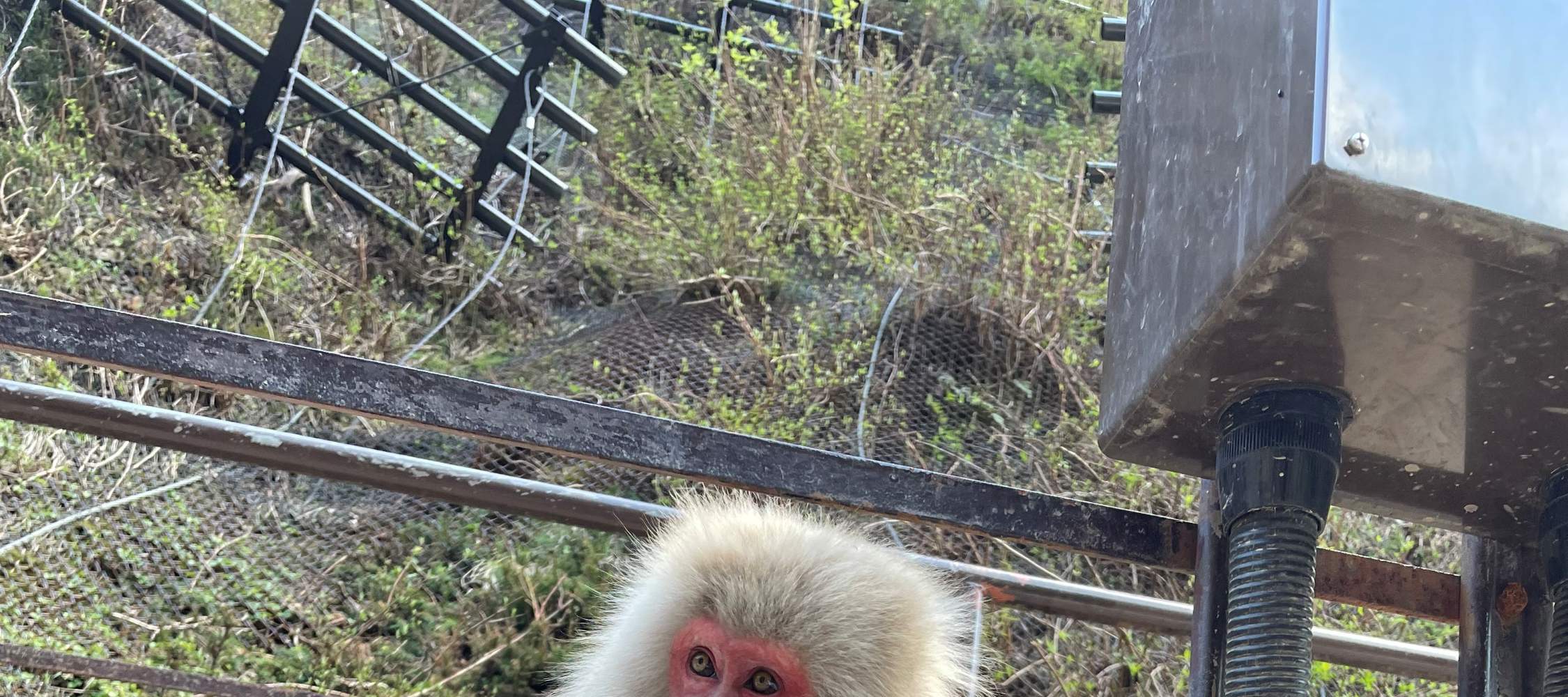Snow Monkey & Shibu Onsen Tour in Nagano (Nozawa Onsen Departure) - Klook