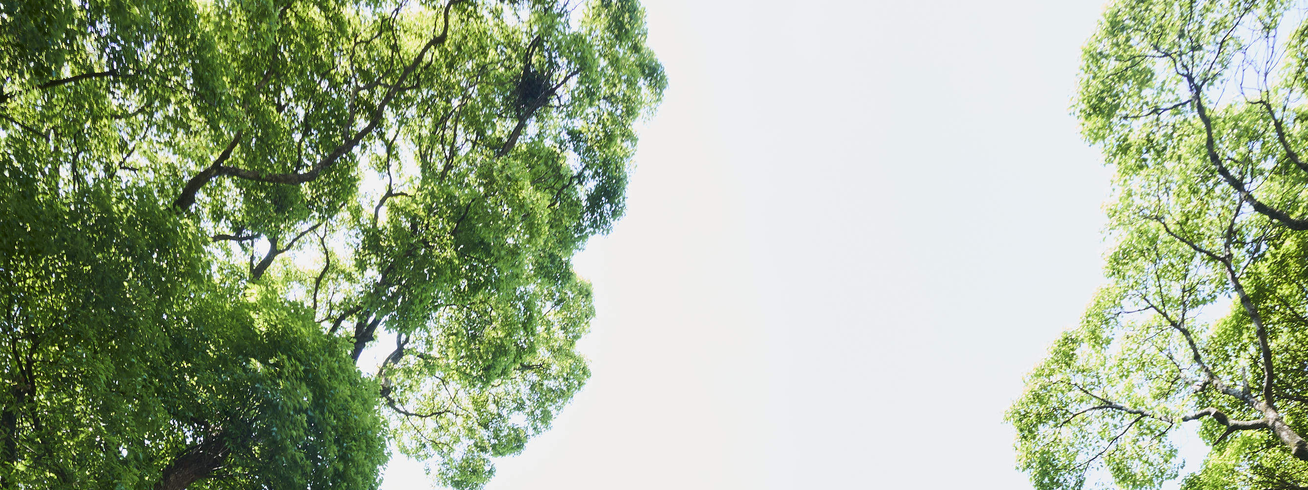 Shibuya Walking Tour with a Local Guide, Meiji Shrine in Tokyo - Klook